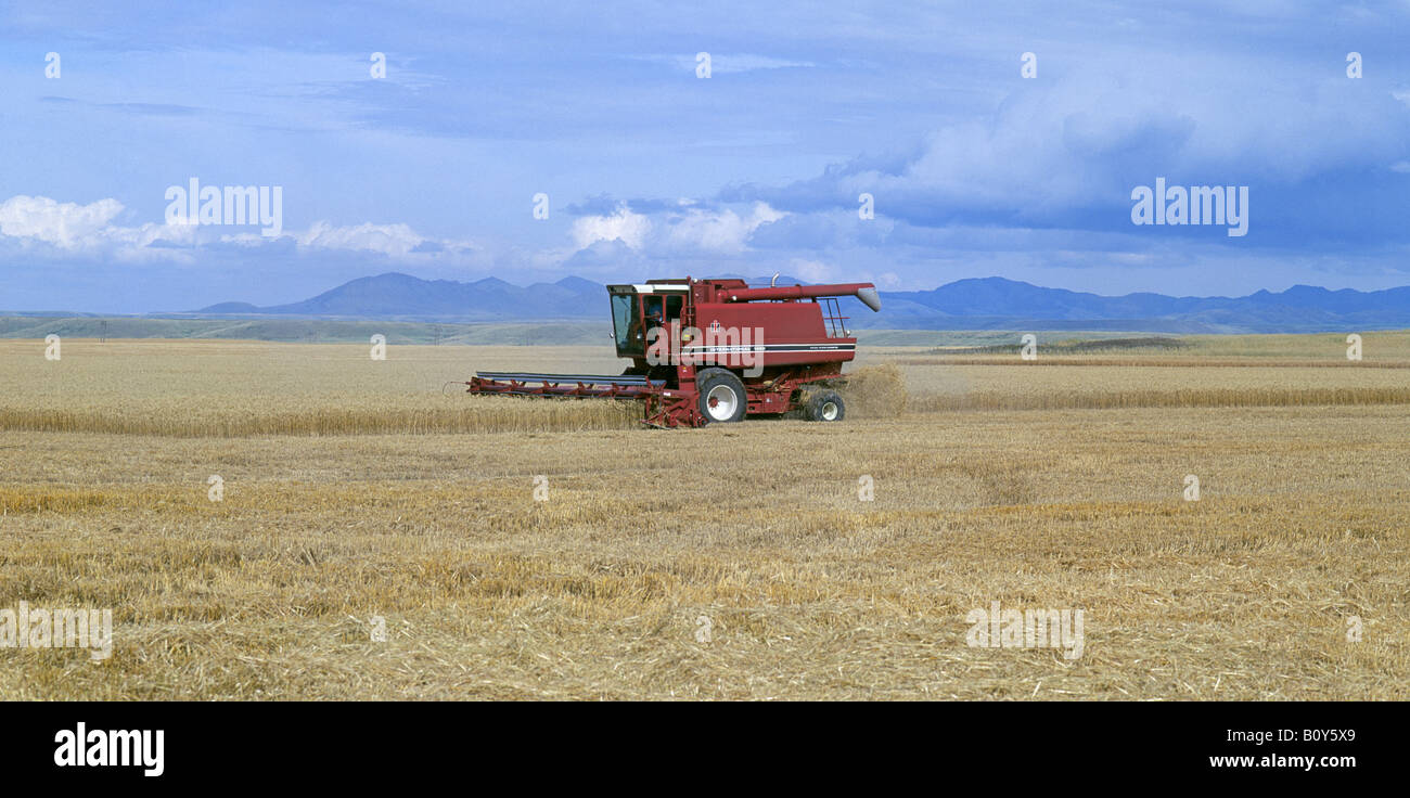 Great plains farming wheat combine hi-res stock photography and images ...