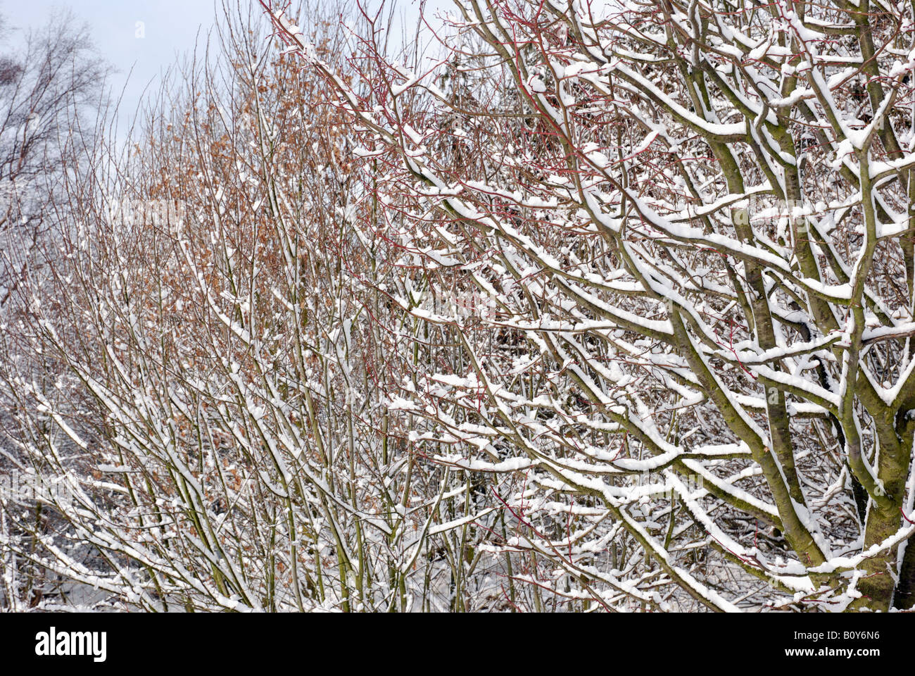 Snow on trees Stock Photo - Alamy