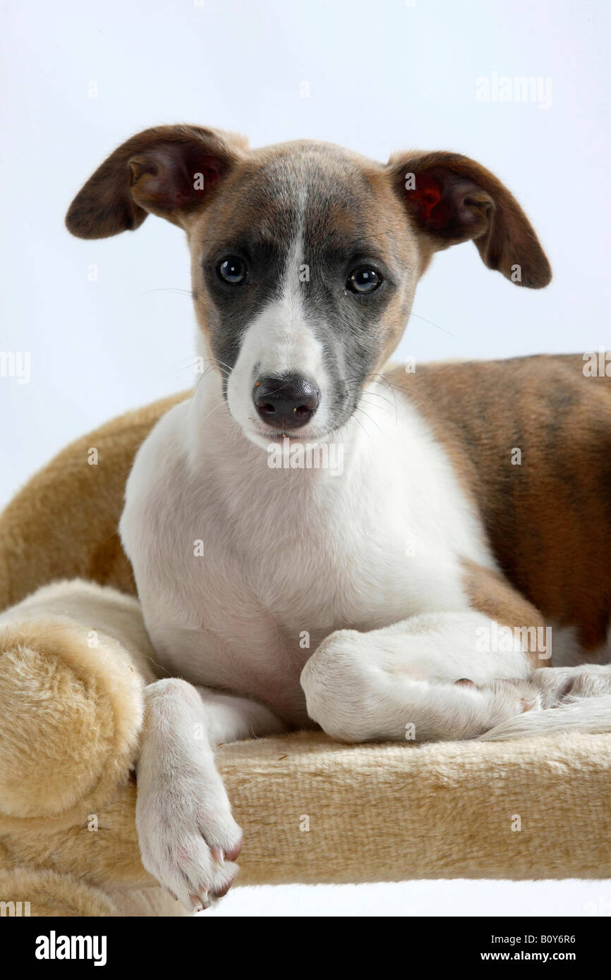 Whippet puppy 11 weeks Stock Photo - Alamy