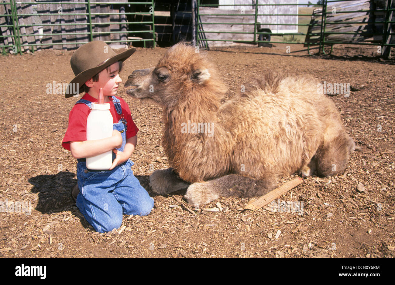 Baby camel feeding hi-res stock photography and images - Alamy