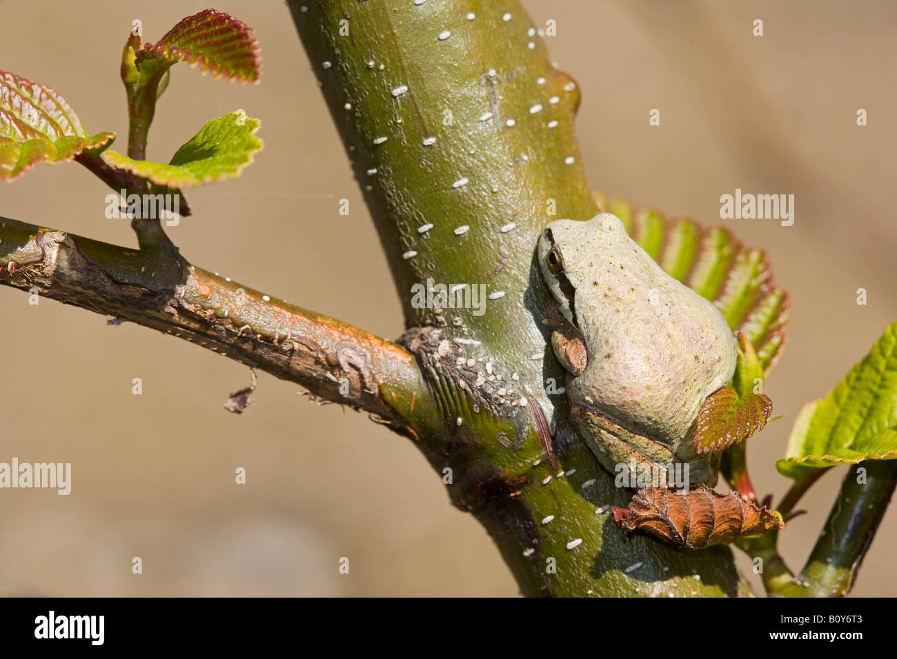 Pacific tree frogs hi-res stock photography and images - Alamy