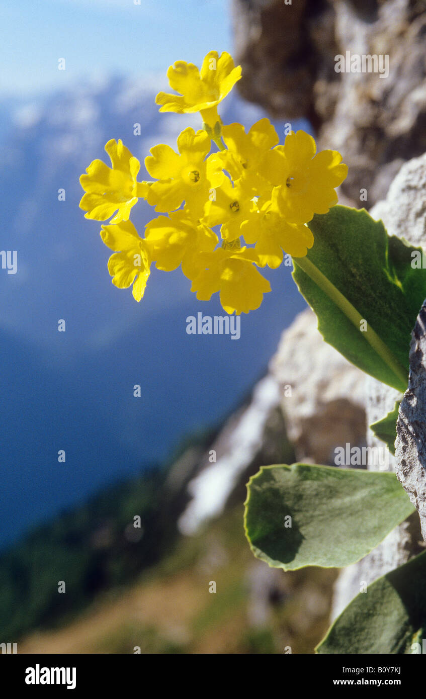 bear's ear / Primula auricula Stock Photo - Alamy