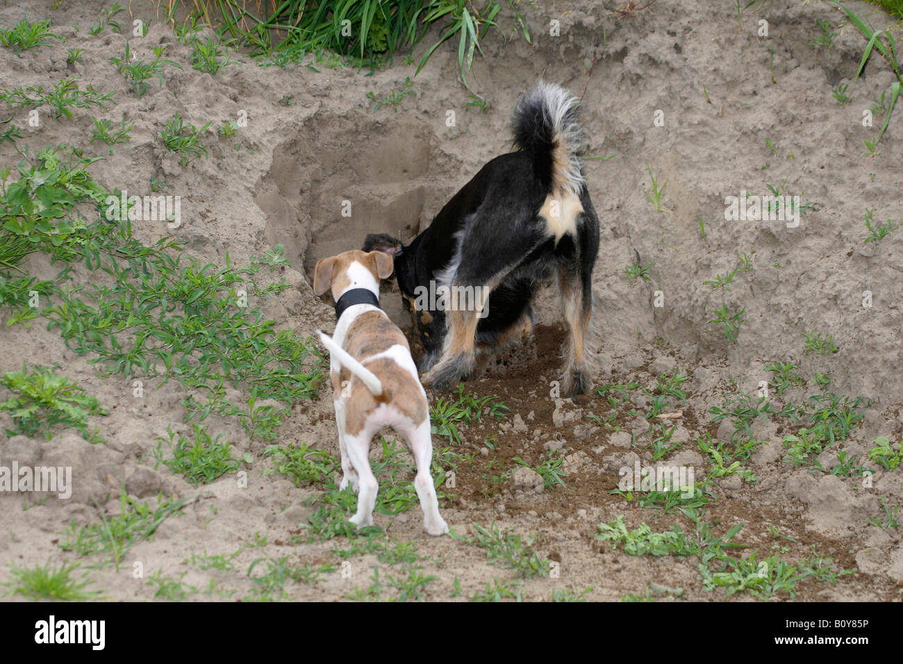 Digging dog hi-res stock photography and images - Alamy