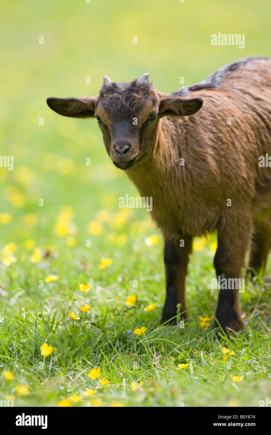 domestic Pygmy Goat Stock Photo - Alamy