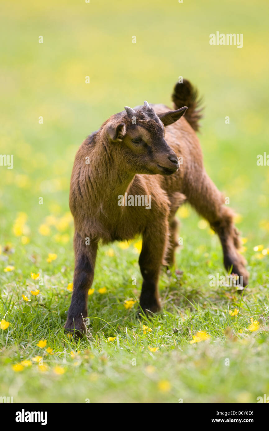 domestic Pygmy Goat Stock Photo - Alamy