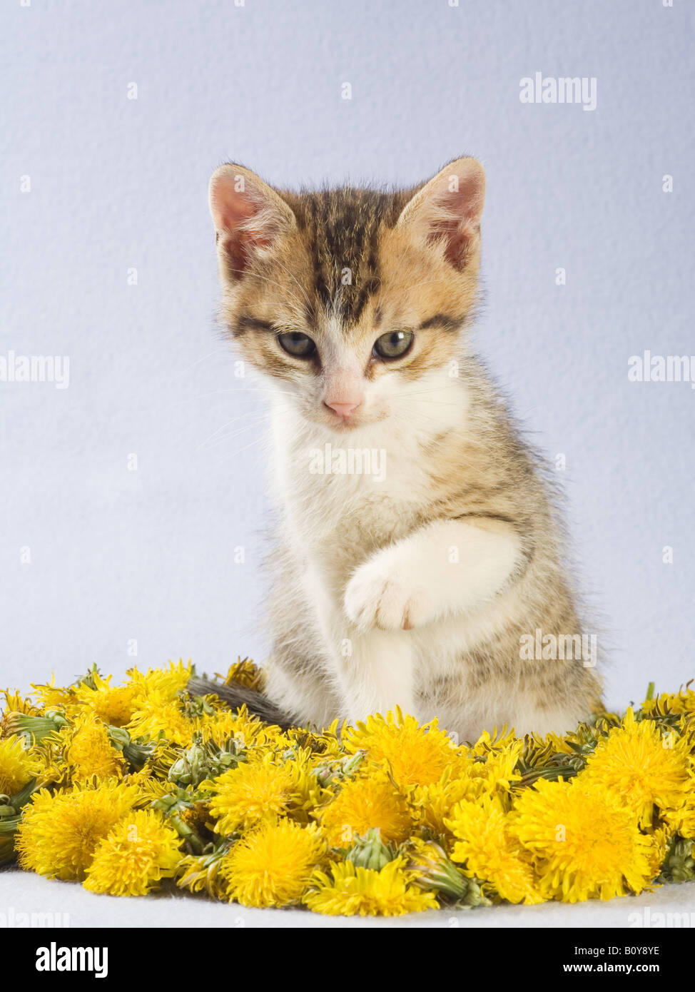 striped kitten and yellow flowers Stock Photo - Alamy
