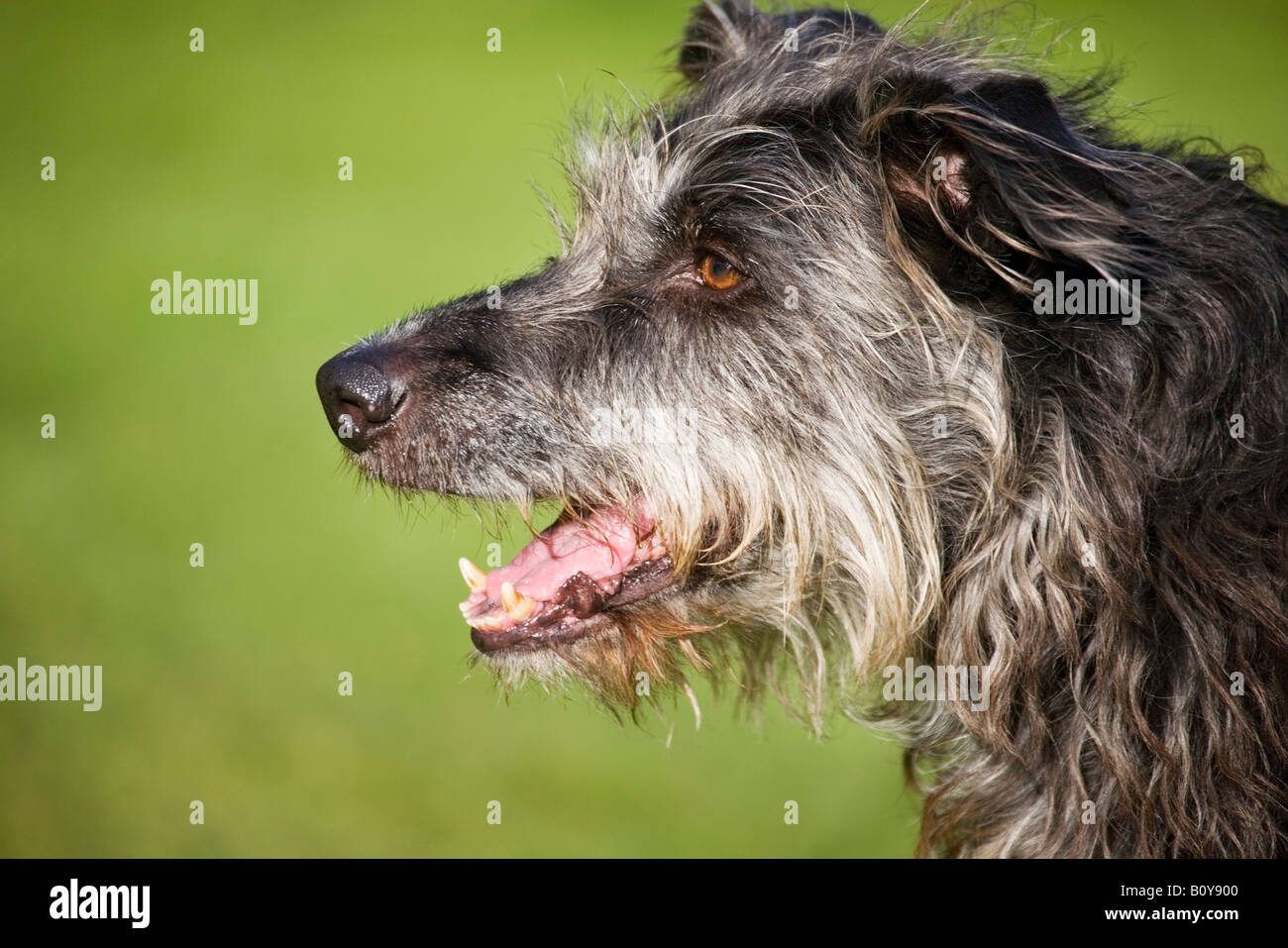 Lurcher dog head hi-res stock photography and images - Alamy