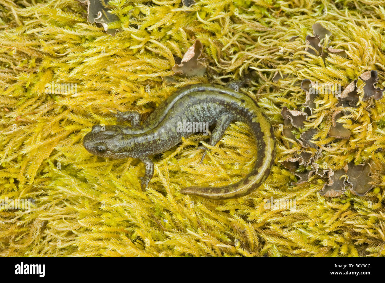 Long toed salamander Ambystoma macrodactylum Willamette Valley Oregon ...
