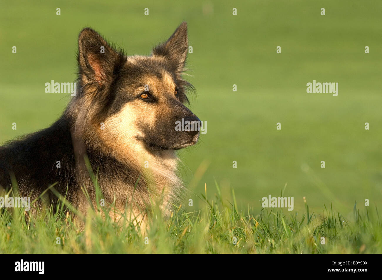 German Shepherd (Alsatian Stock Photo - Alamy