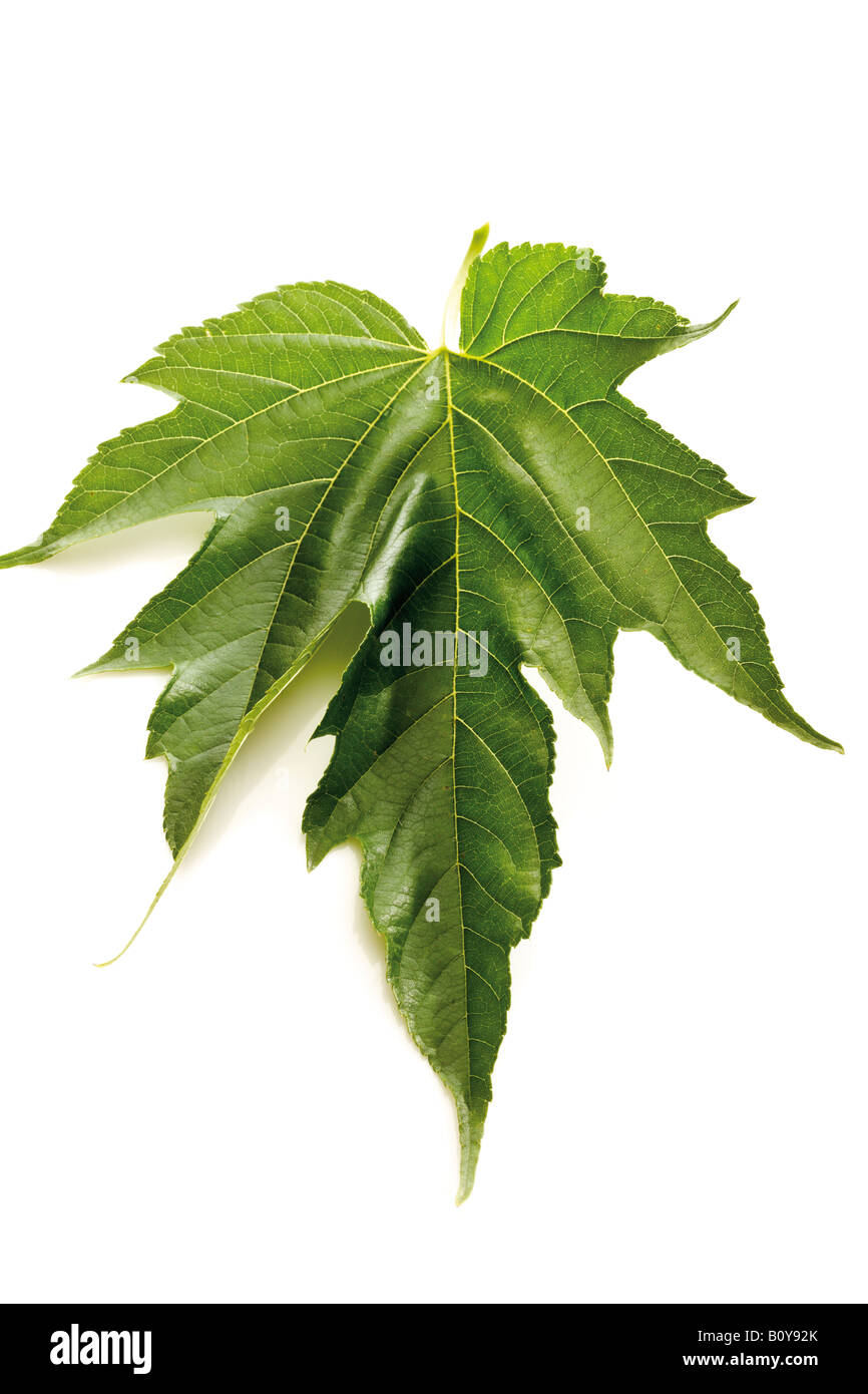 Mulberry leaf hi-res stock photography and images - Alamy