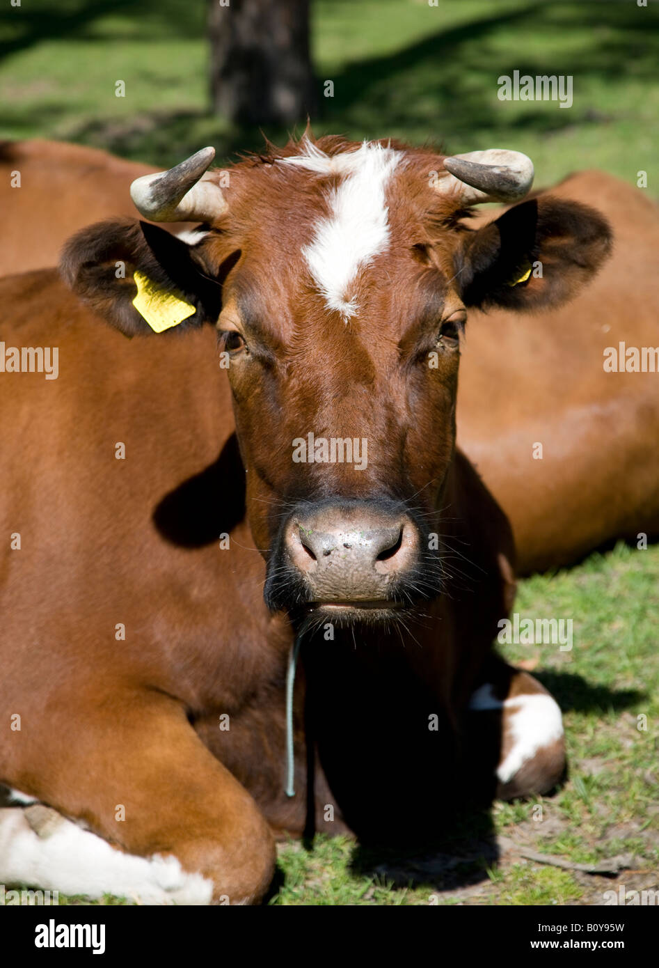 Ringamåla Cattle (Torekällberget Stock Photo - Alamy