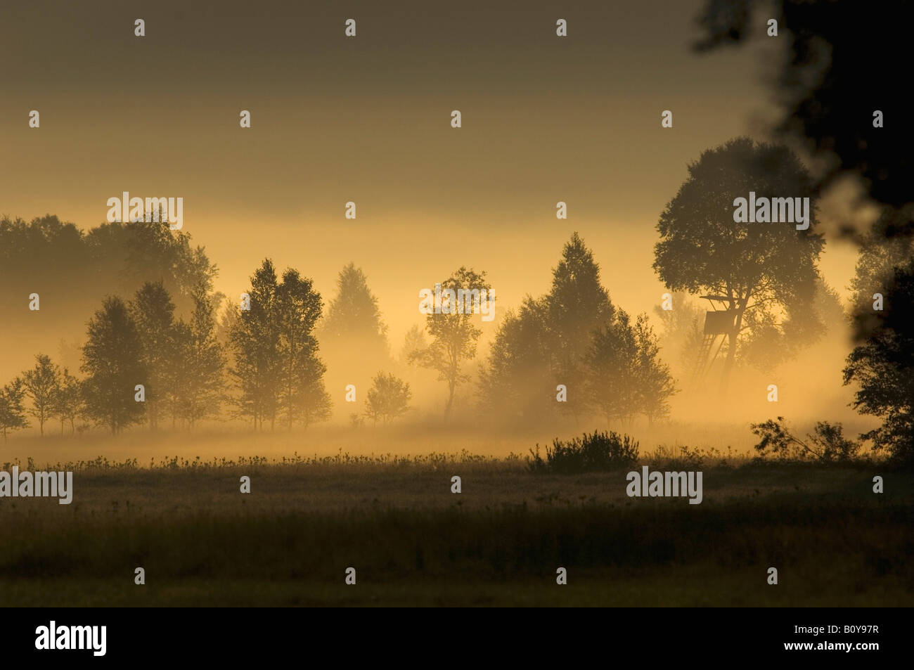 Dawn and mist landscape with no one trees hi-res stock photography and ...