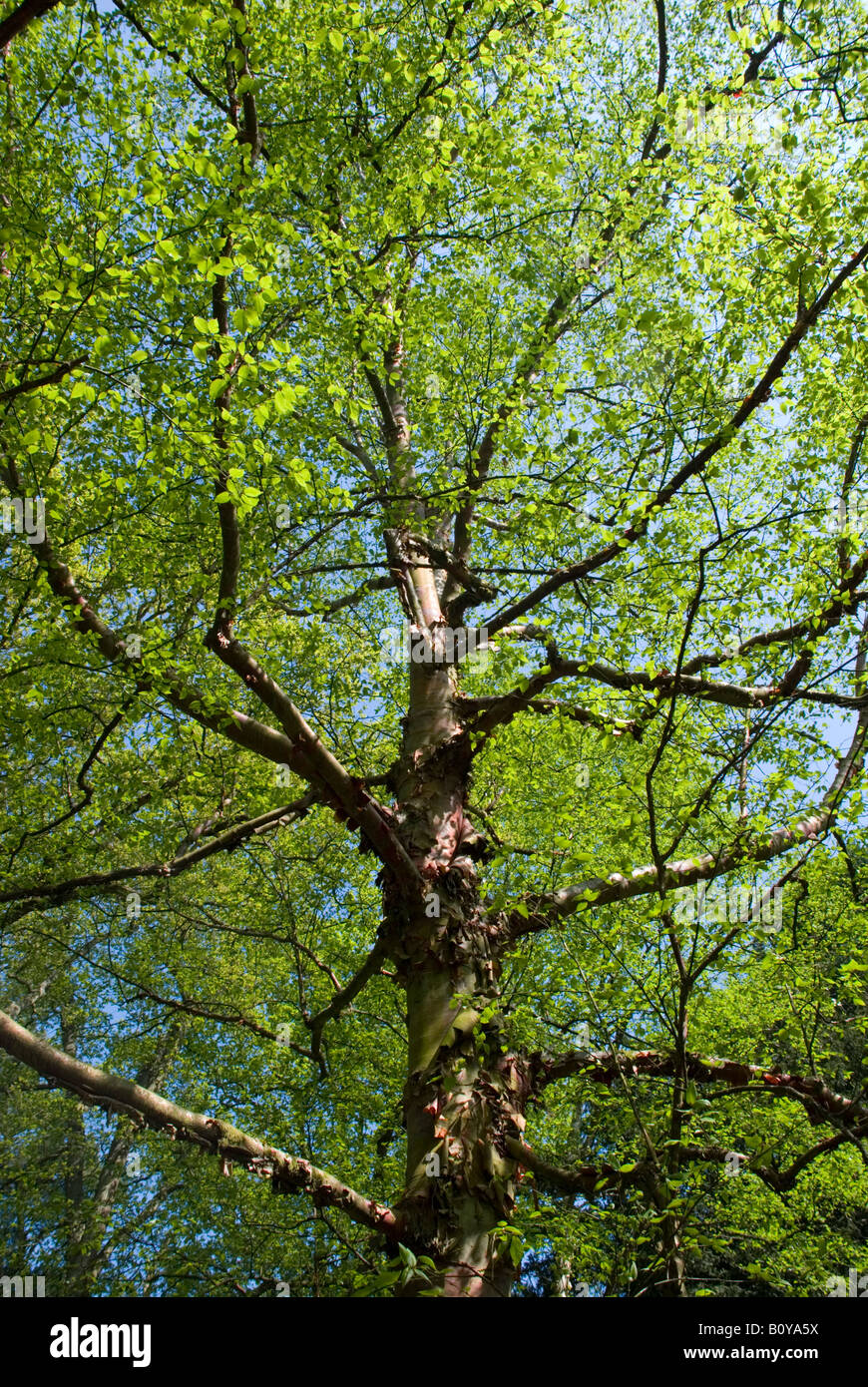 BETULA ALBOSINENSIS Var SEPTENTRIONALIS, NORTH CHINESE RED BIRCH Stock ...
