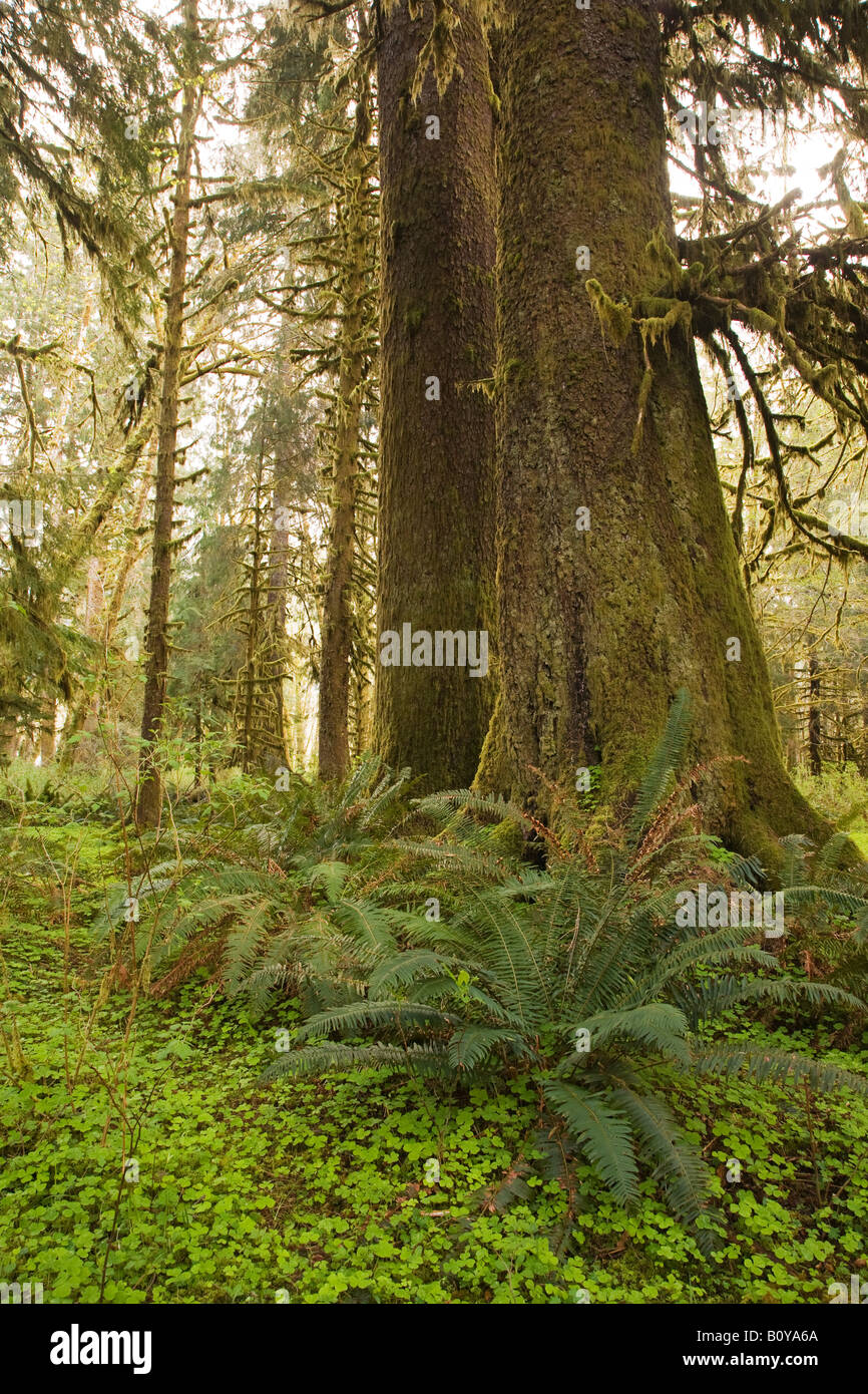 Hoh rain forest olympic national park hi-res stock photography and ...