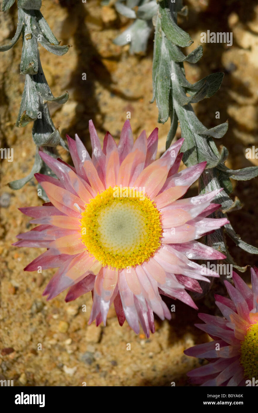 EDMONDIA PINIFOLIA, PINK EVERLASTING Stock Photo - Alamy