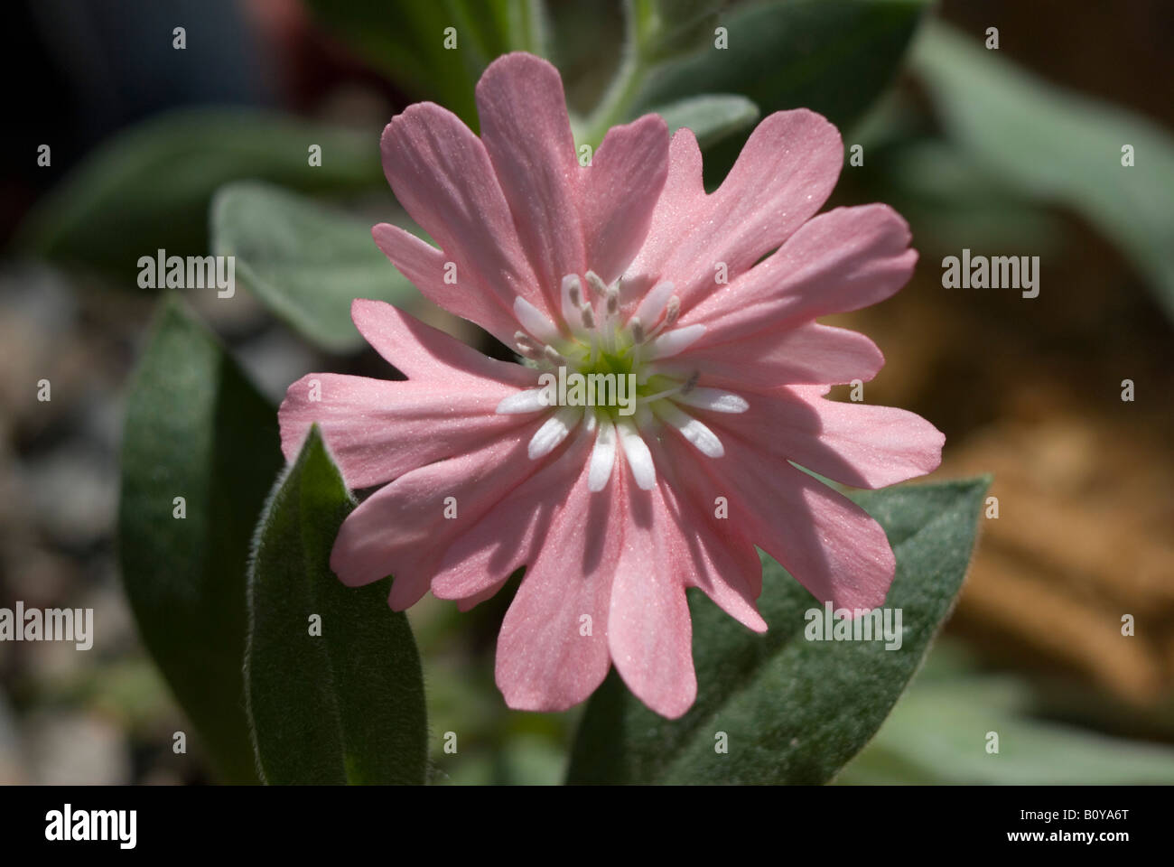 Silene hookeri hi-res stock photography and images - Alamy