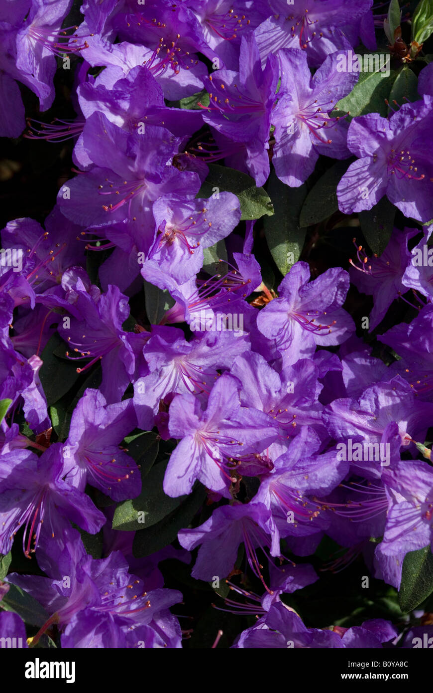 Breward hi-res stock photography and images - Alamy