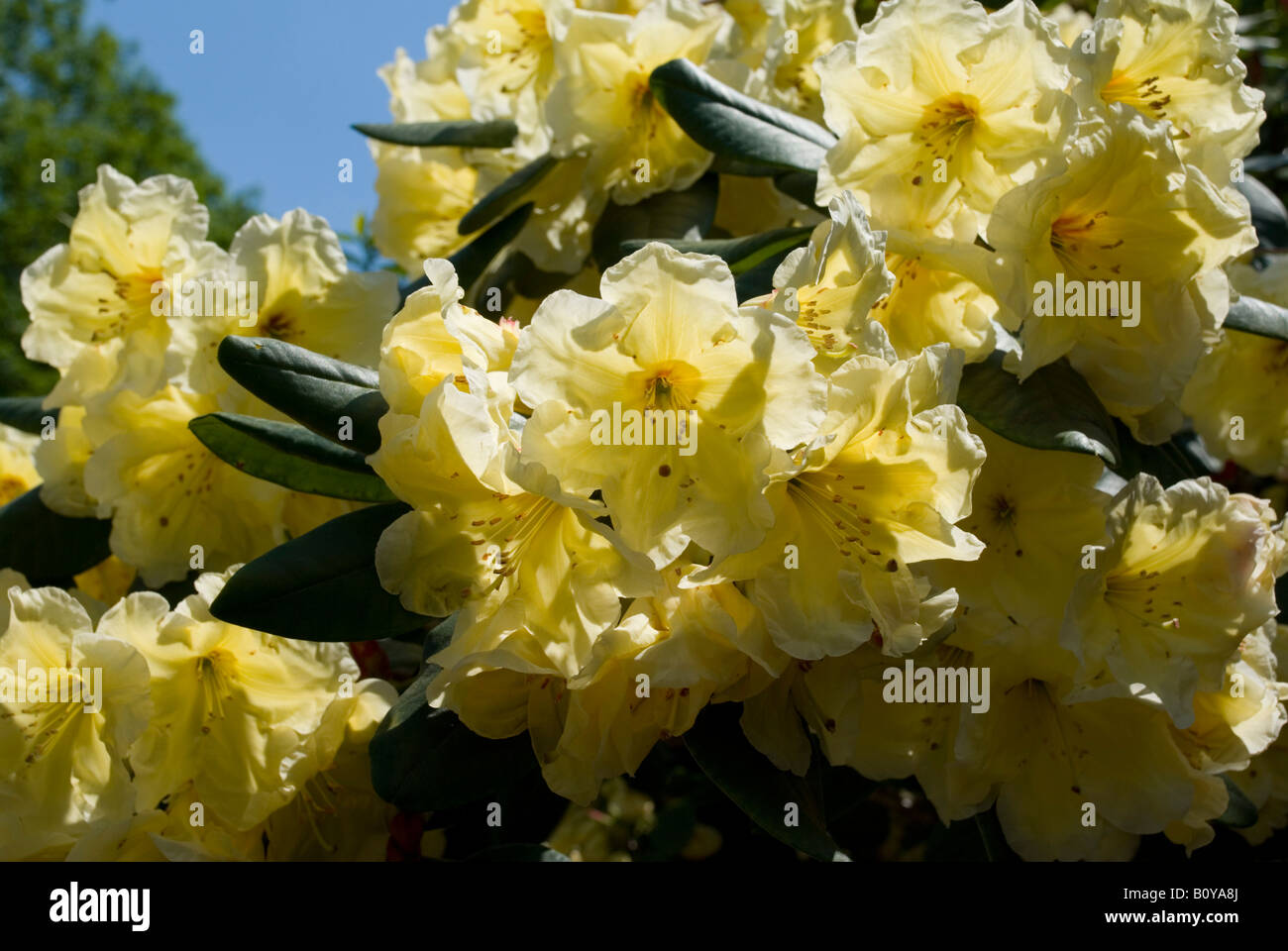 RHODODENDRON 'GOLDEN COACH' Stock Photo - Alamy