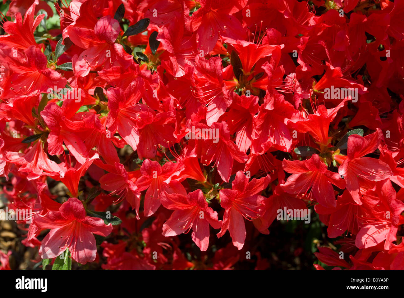 Rhododendron Alice High Resolution Stock Photography and Images - Alamy
