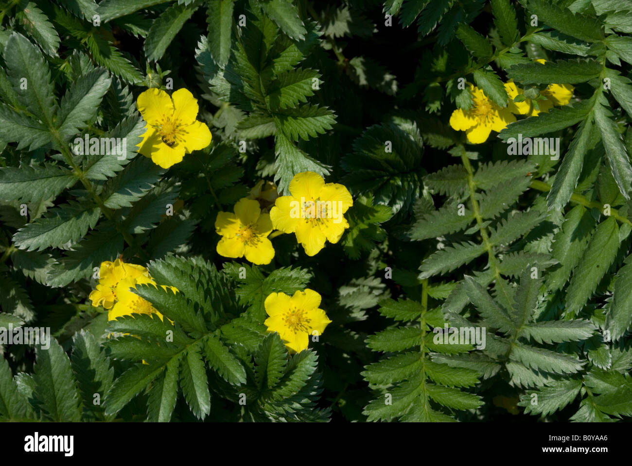 POTENTILLA ANSERINA SILVERWEED Stock Photo - Alamy