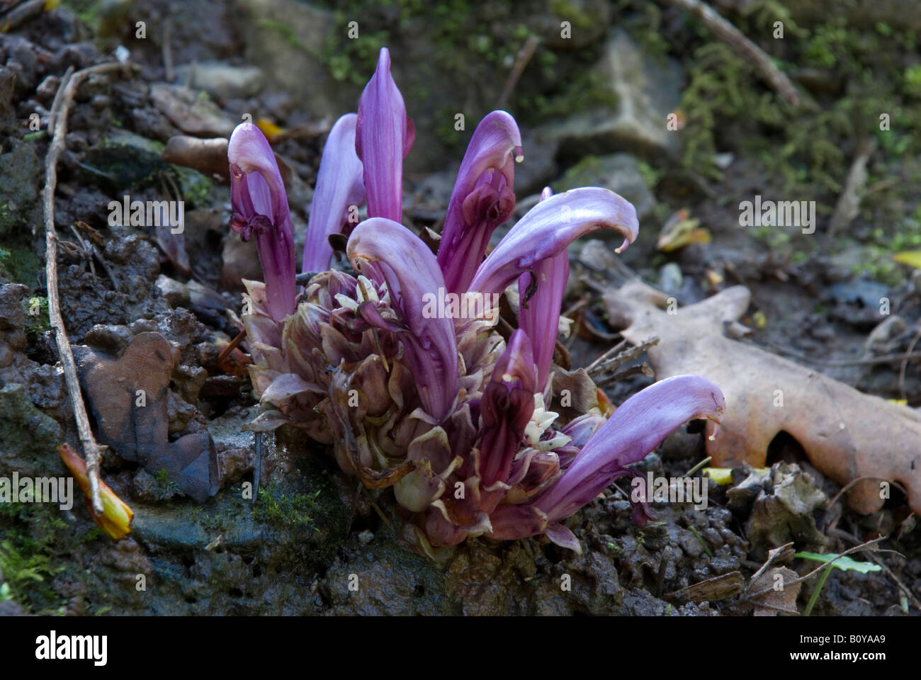 LATHRAEA CLANDESTINA PURPLE TOOTHWORT Stock Photo - Alamy
