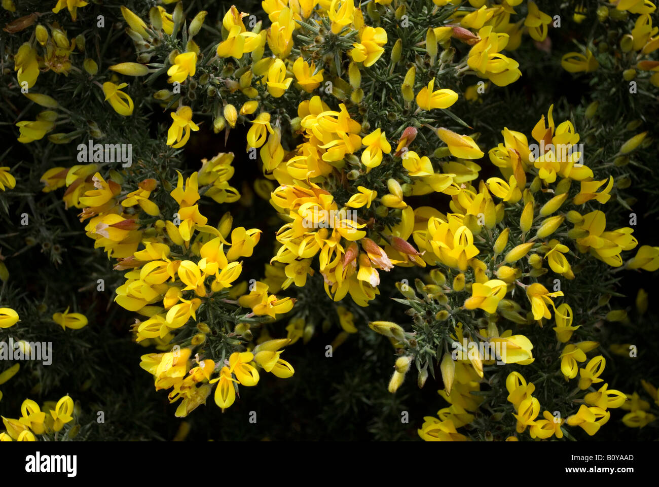 Ulex europaeus common gorse hi-res stock photography and images - Alamy