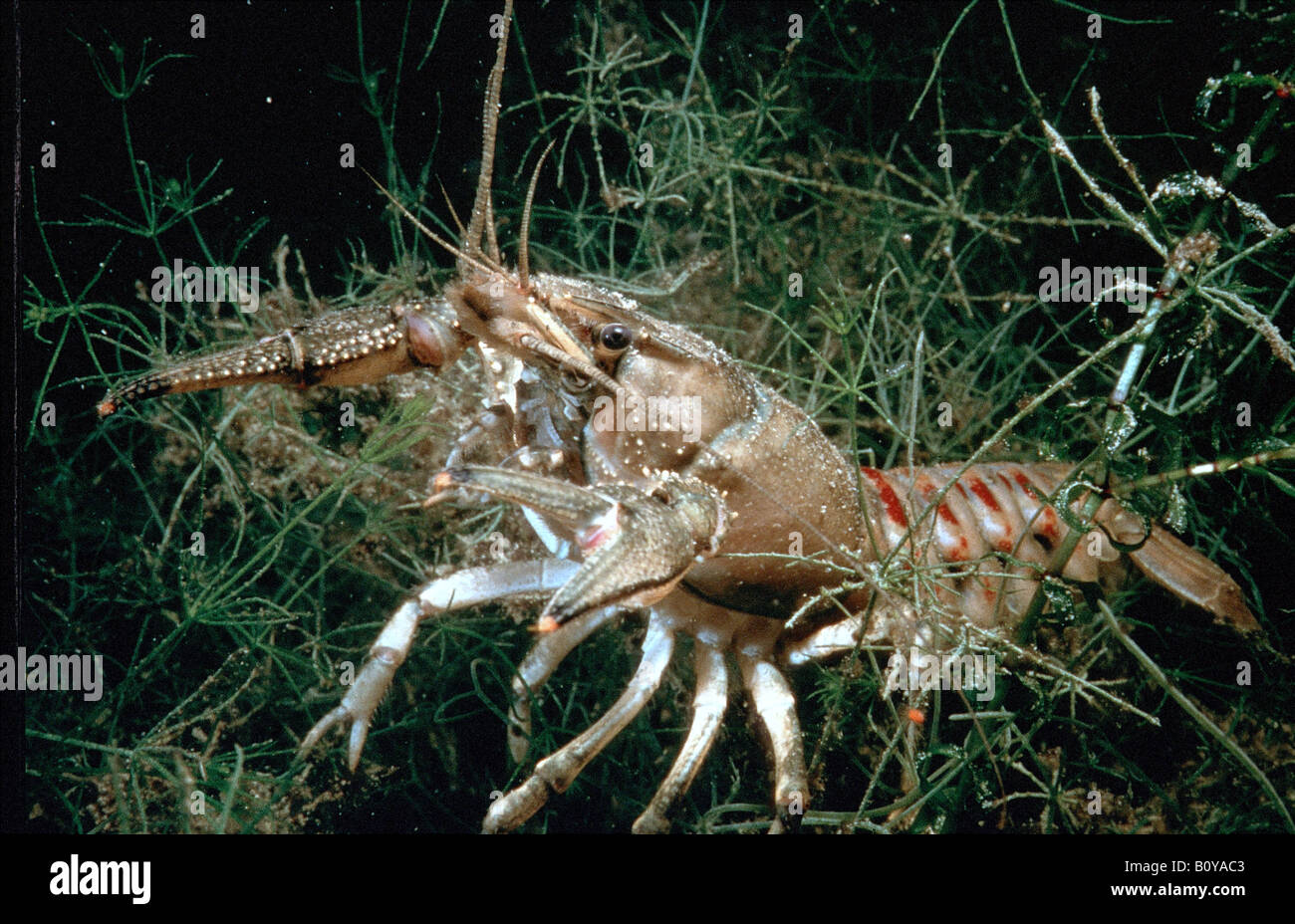 spinycheek crayfish, American crayfish, American river crayfish ...
