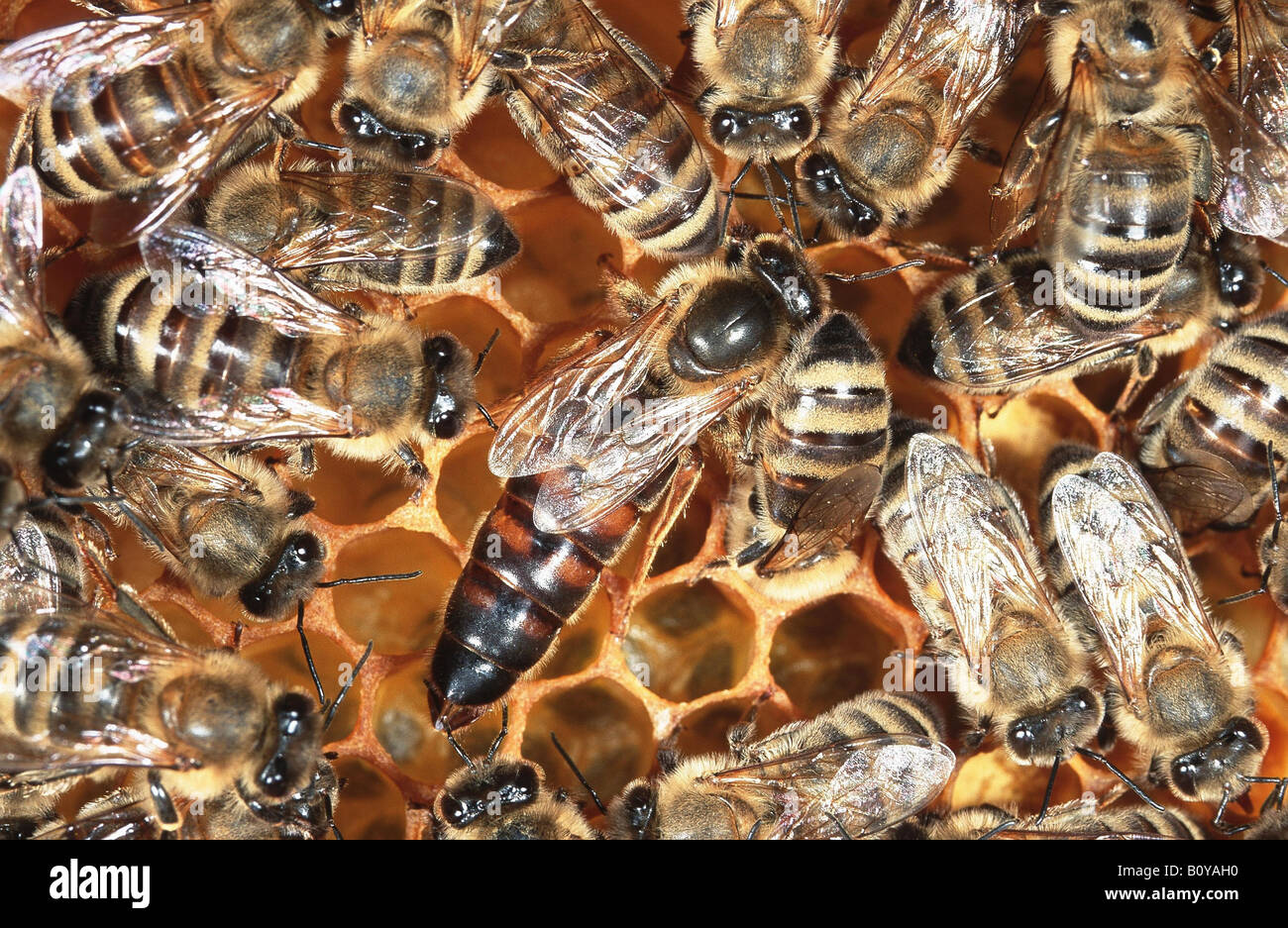 honey bee, hive bee (Apis mellifera mellifera), with queen in comb ... honey bee, hive bee (Apis mellifera mellifera), with queen in comb ...