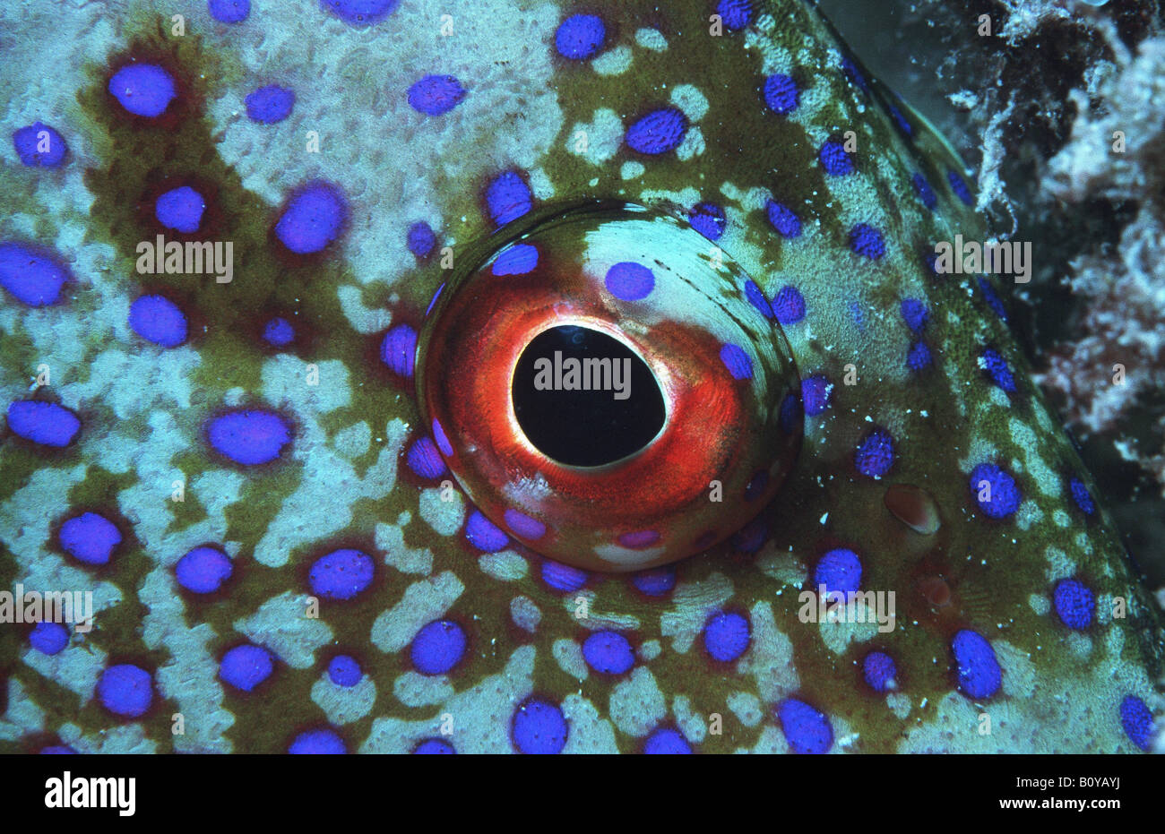 lunartail rockcod, moontail rockcod, lyretail grouper, yellow-edged ...