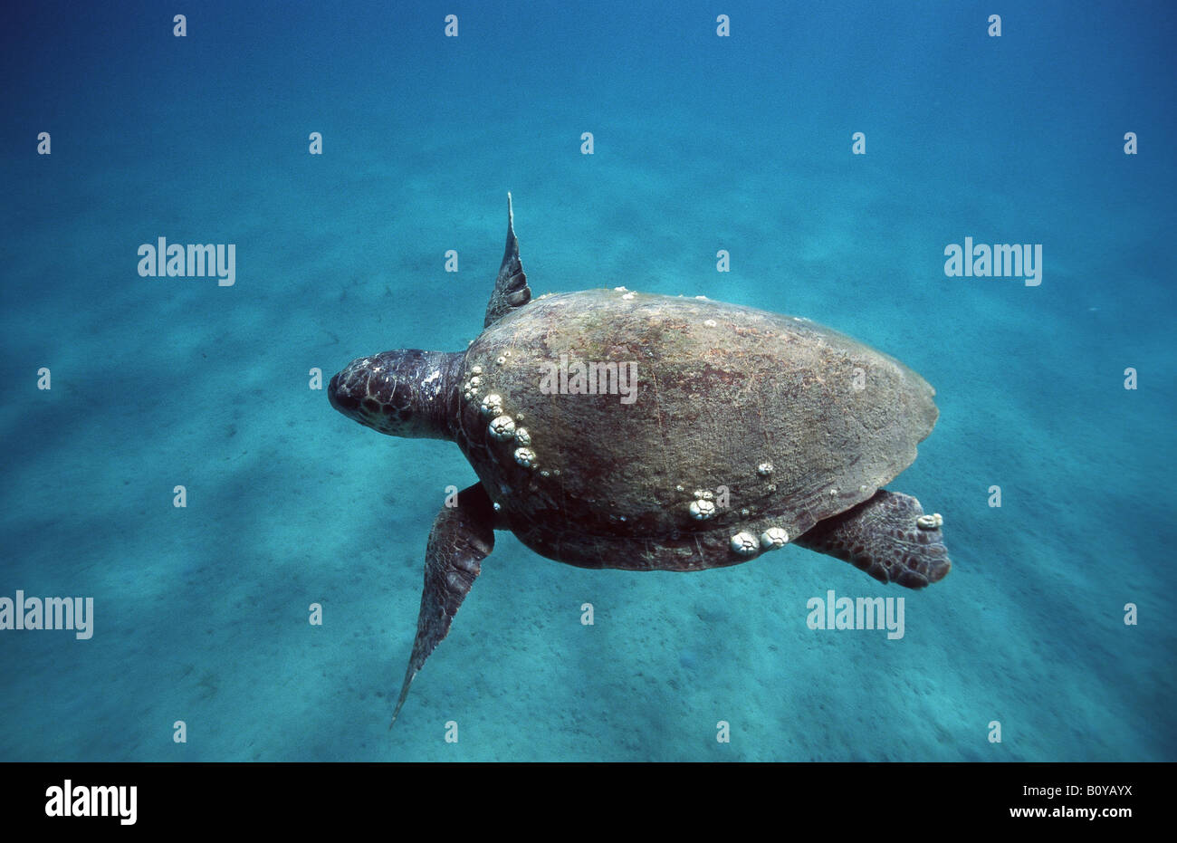loggerhead sea turtle, loggerhead (Caretta caretta Stock Photo - Alamy
