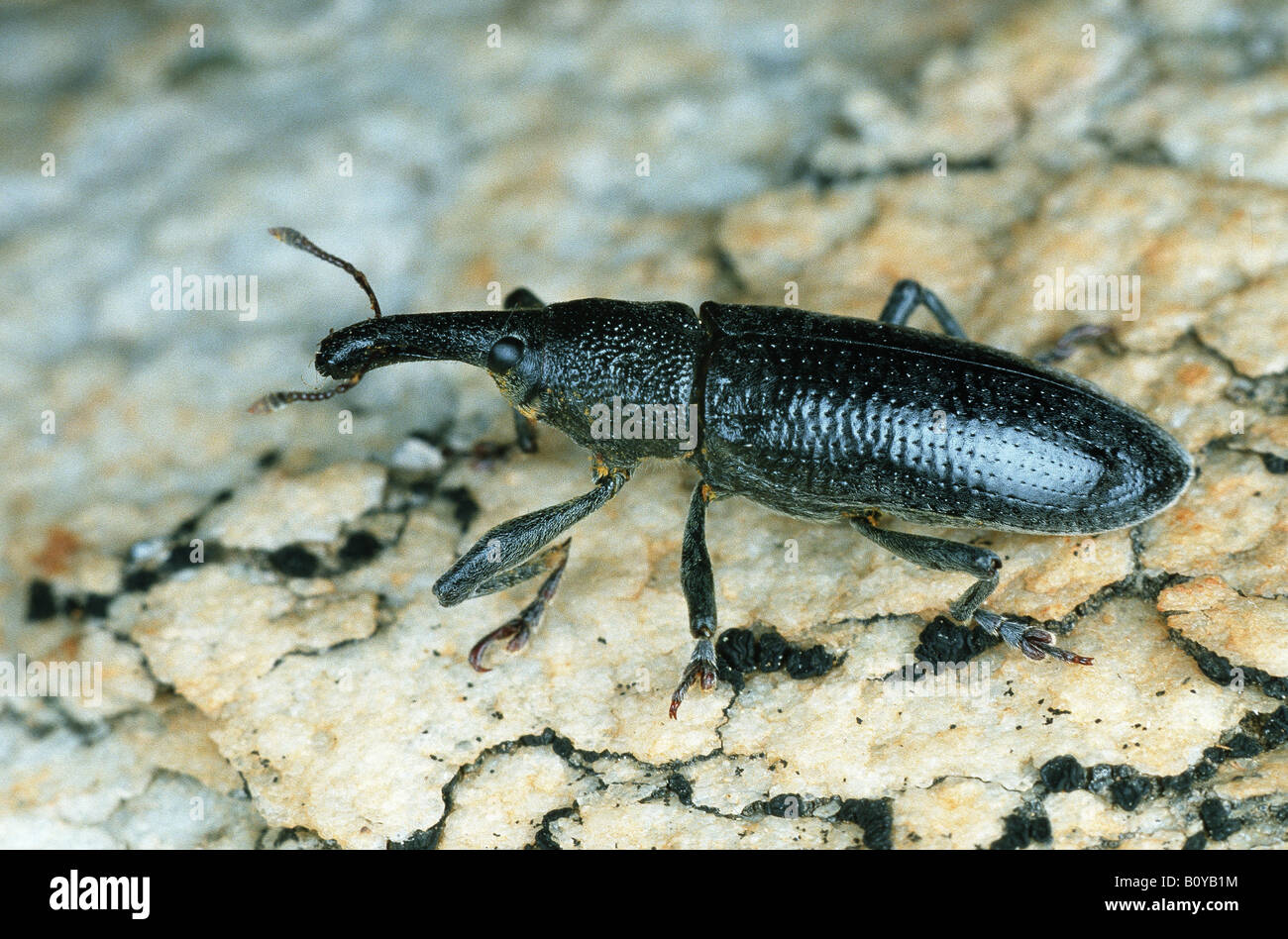 snout beetle, weevil (Lixus algirus Stock Photo - Alamy
