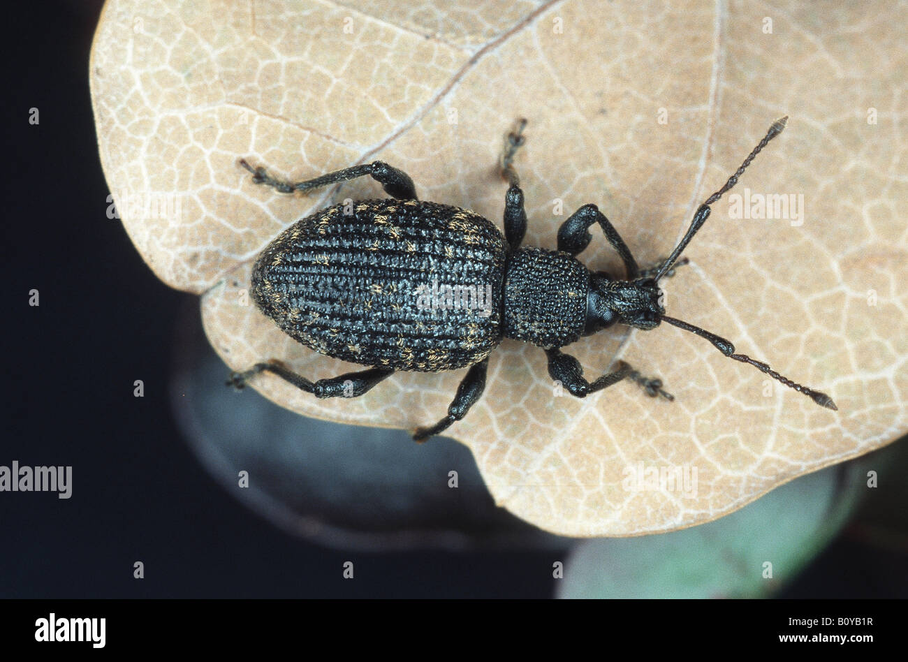 vine weevil, black vine weevil, European vine weevil (Otiorhynchus ...