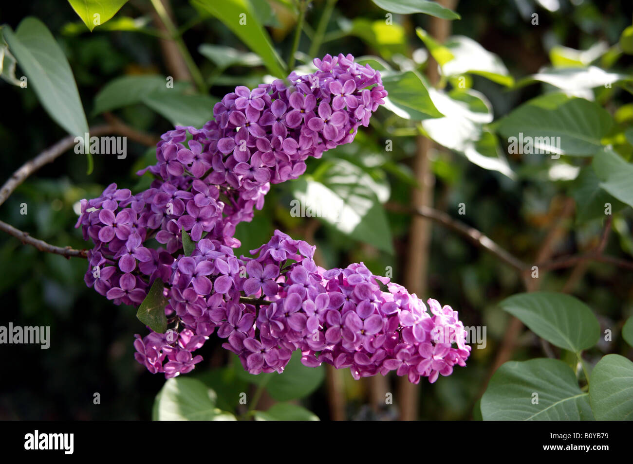 common lilac (Syringa vulgaris), inflorescence Stock Photo - Alamy