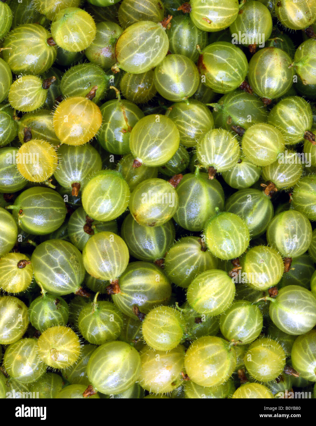 wild gooseberry, European gooseberry (Ribes uva-crispa), fruits Stock ...