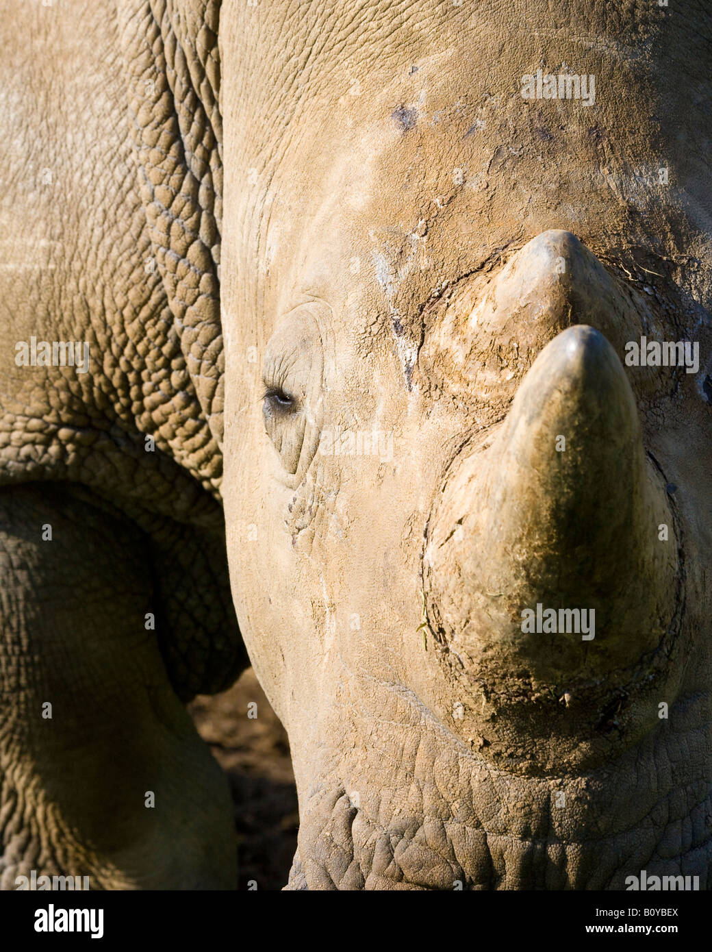 Rhinocerous horn hi-res stock photography and images - Alamy