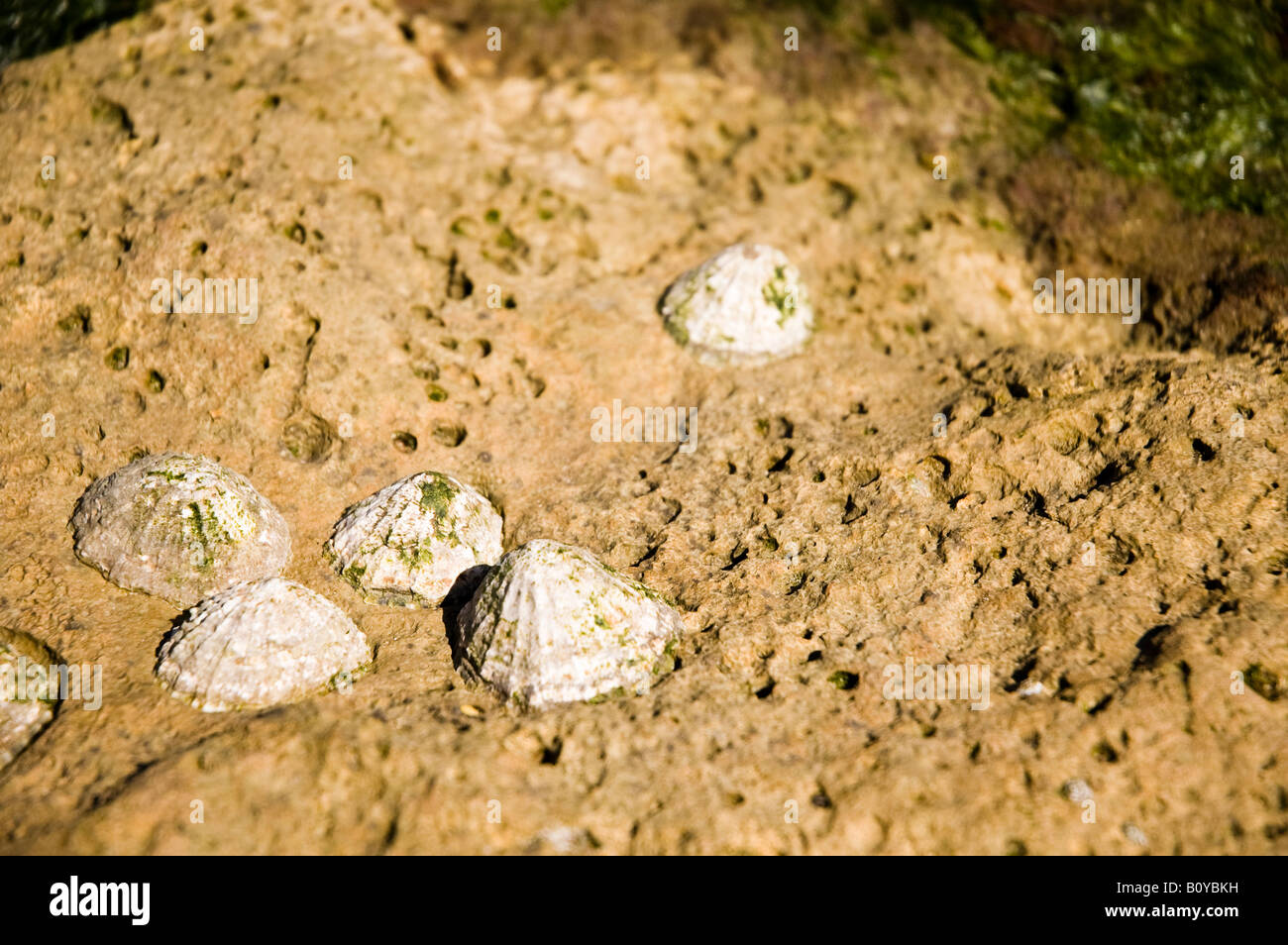Sea creatures rock pool hi-res stock photography and images - Alamy