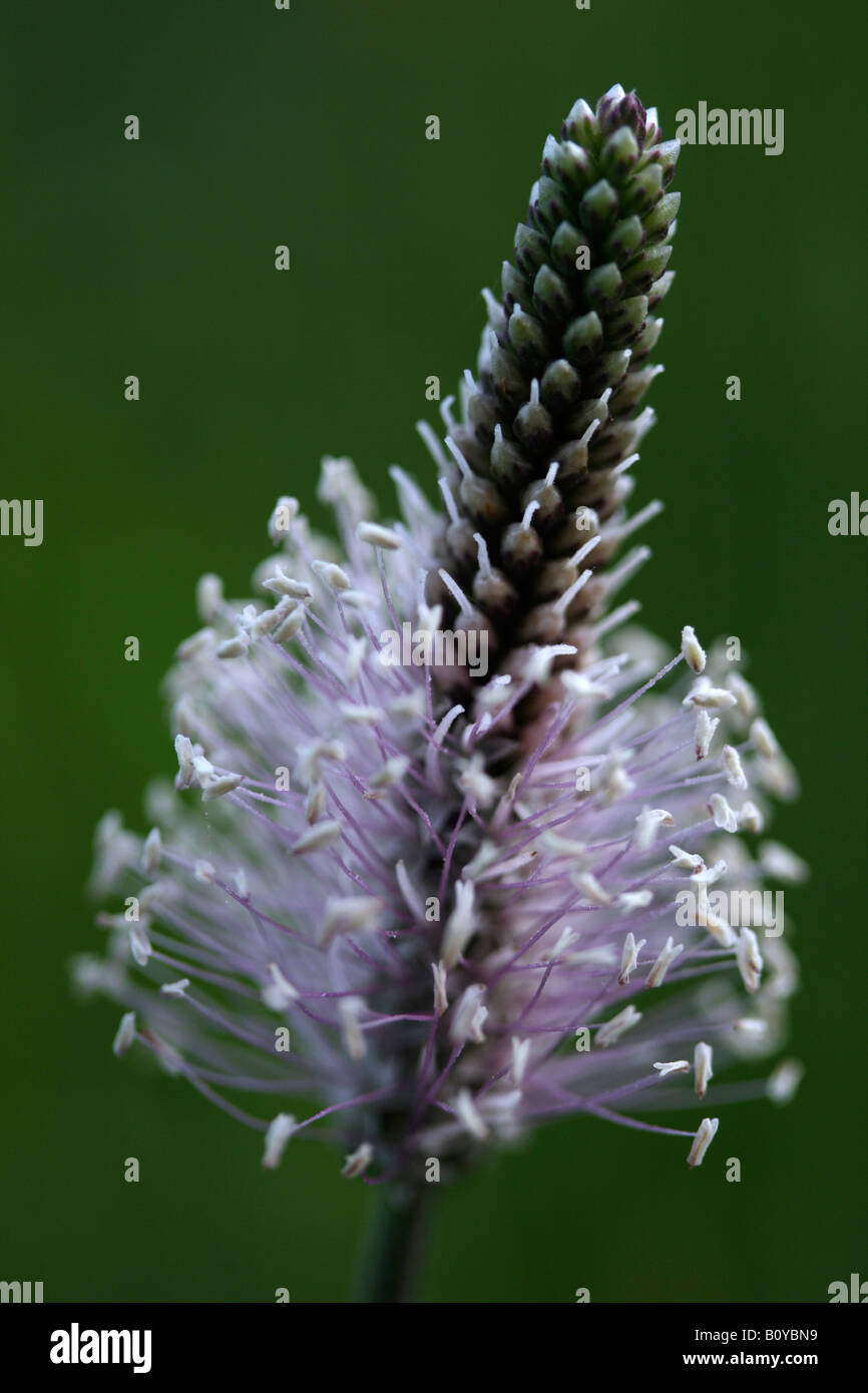 buckhorn plantain, English plantain, ribwort plantain, rib grass ...