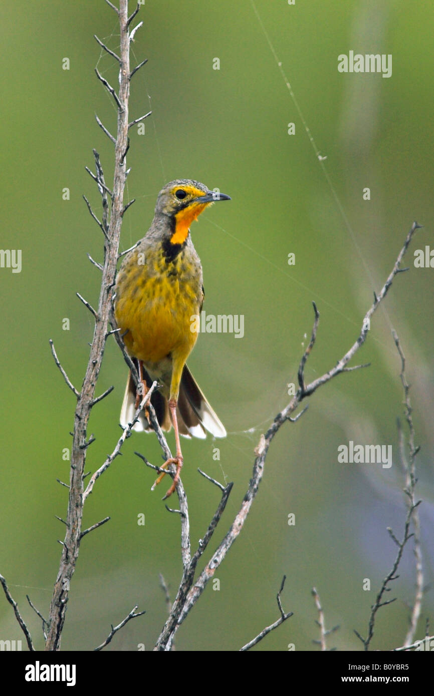 Cape longclaw (Macronyx capensis), male, South Africa, Cape Province ...