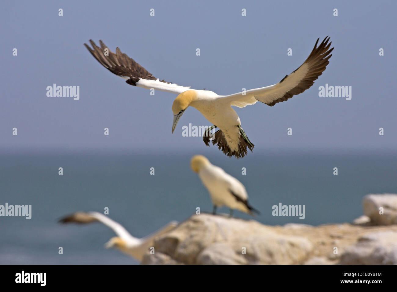 Cape gannet (Morus capensis), landing, South Africa, Kapprovinz, West ...
