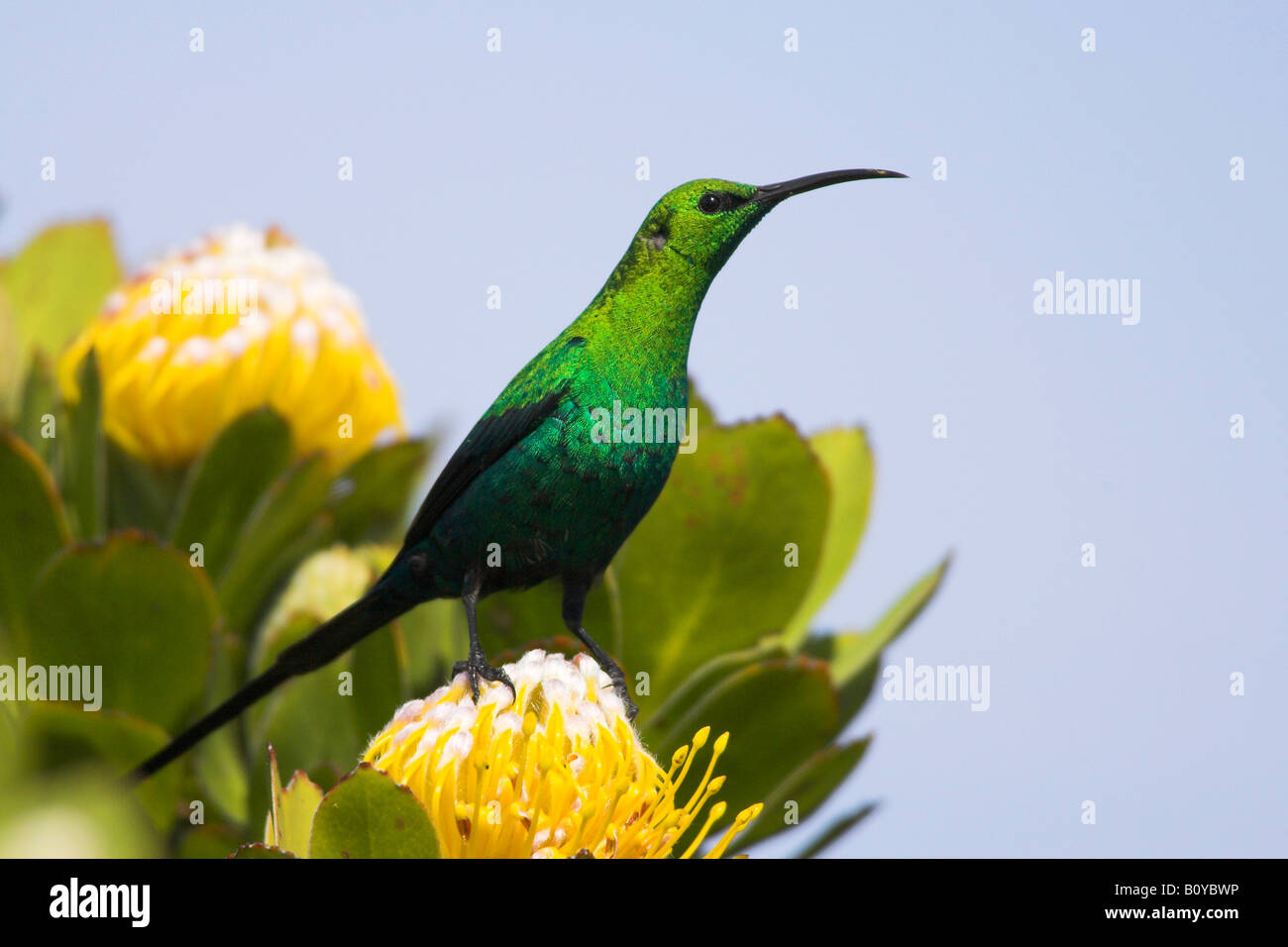 yellow-tufted malachite sunbird (Nectarinia famosa), sitting on pin ...