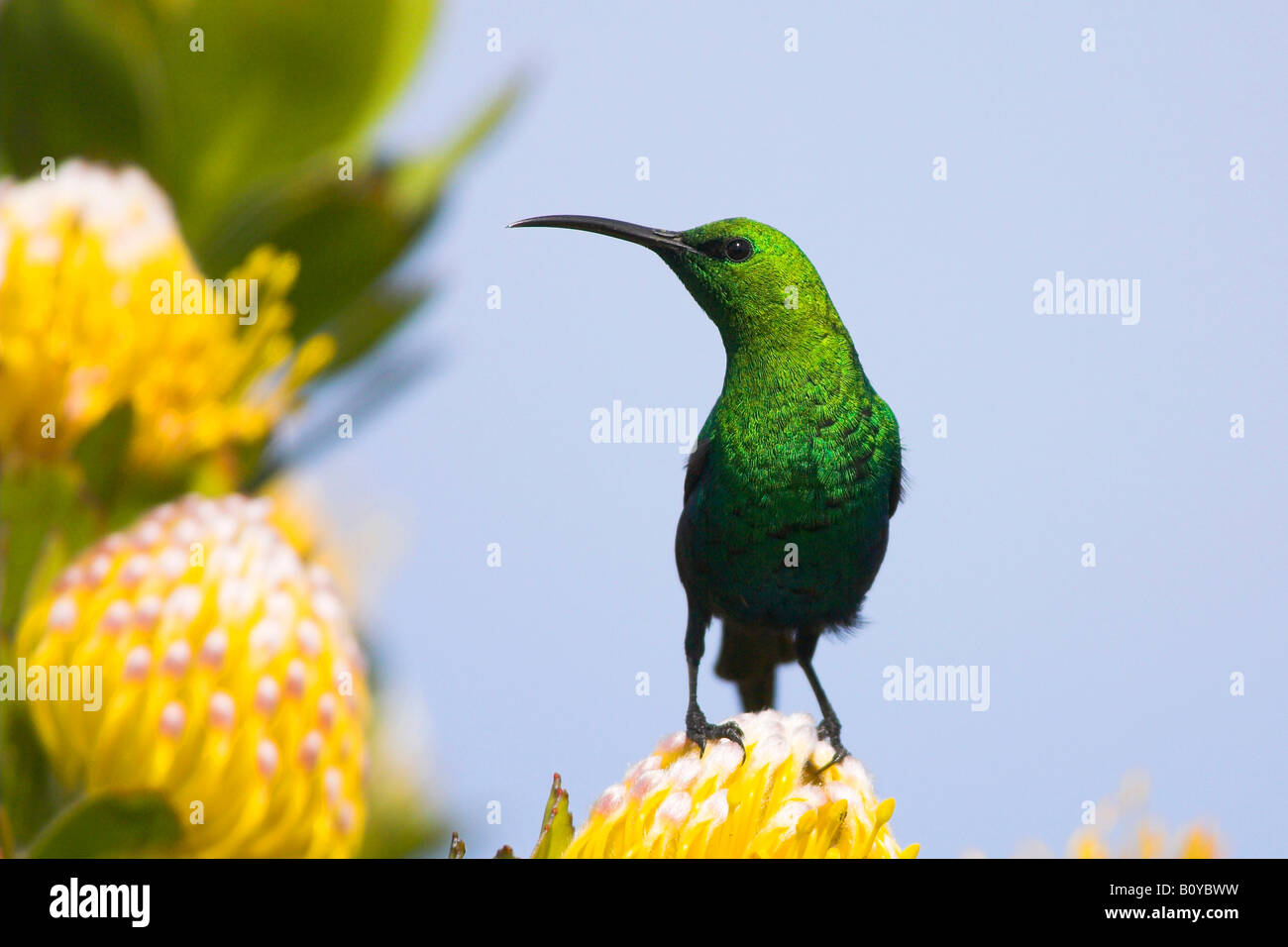 yellow-tufted malachite sunbird (Nectarinia famosa), sitting on pin ...
