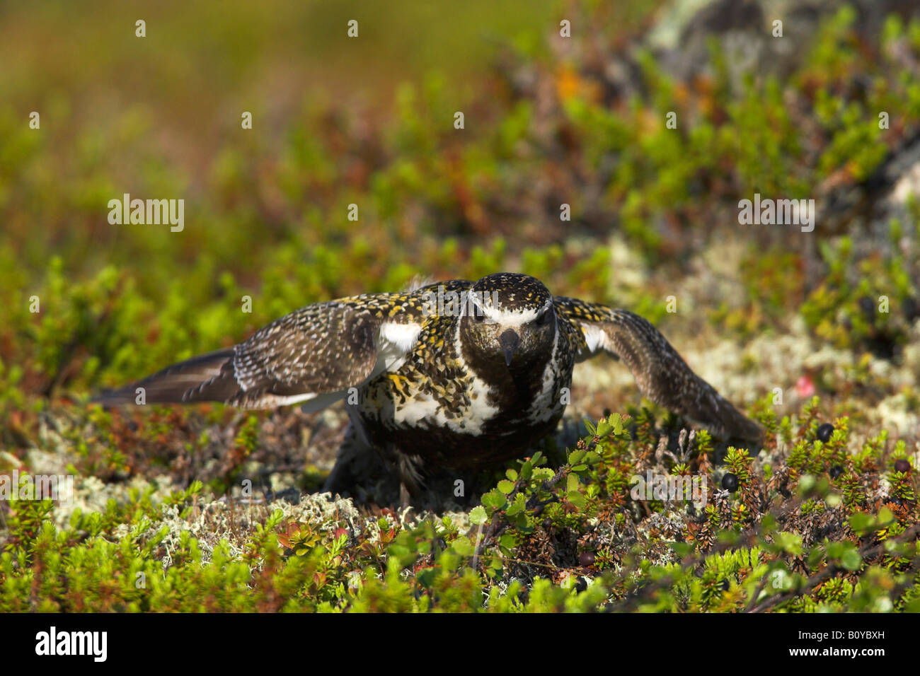 European golden plover (Pluvialis apricaria), distraction-lure display ...
