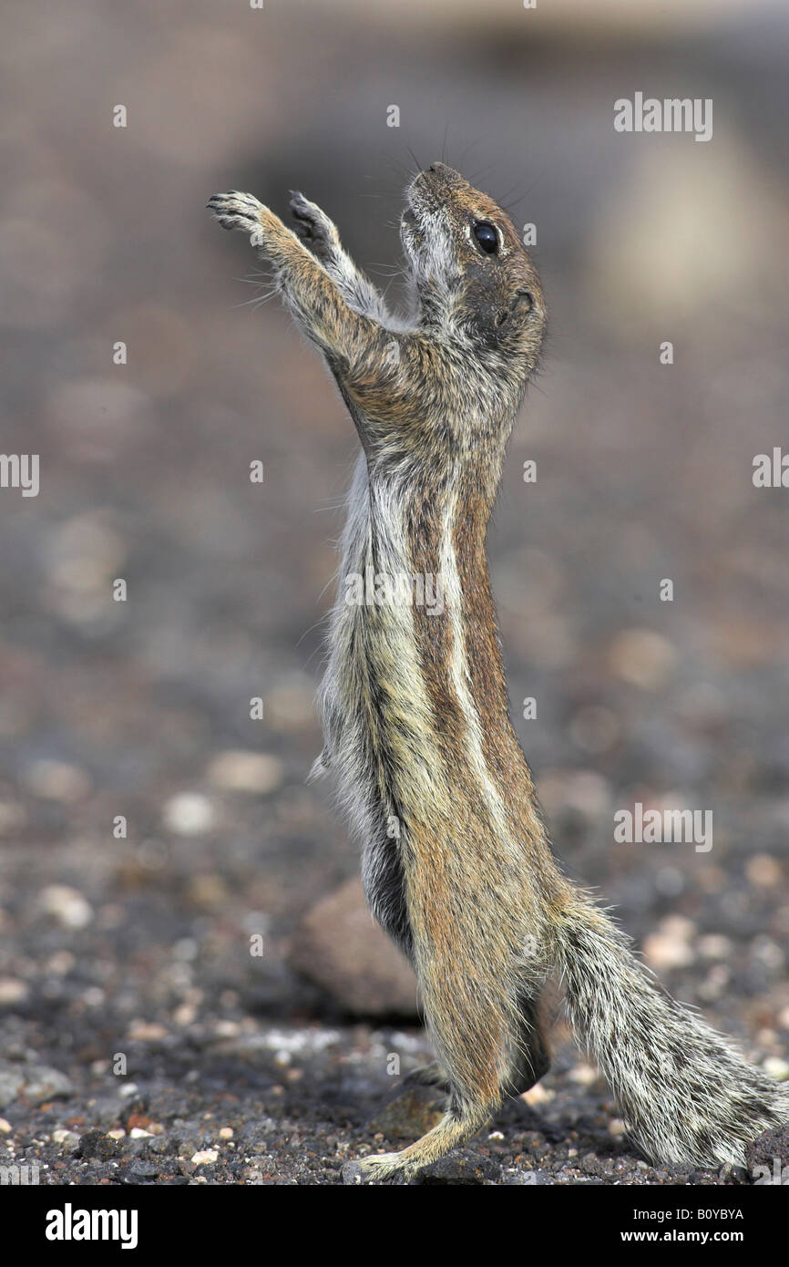 barbary ground squirrel, North African ground squirrel (Atlantoxerus ...