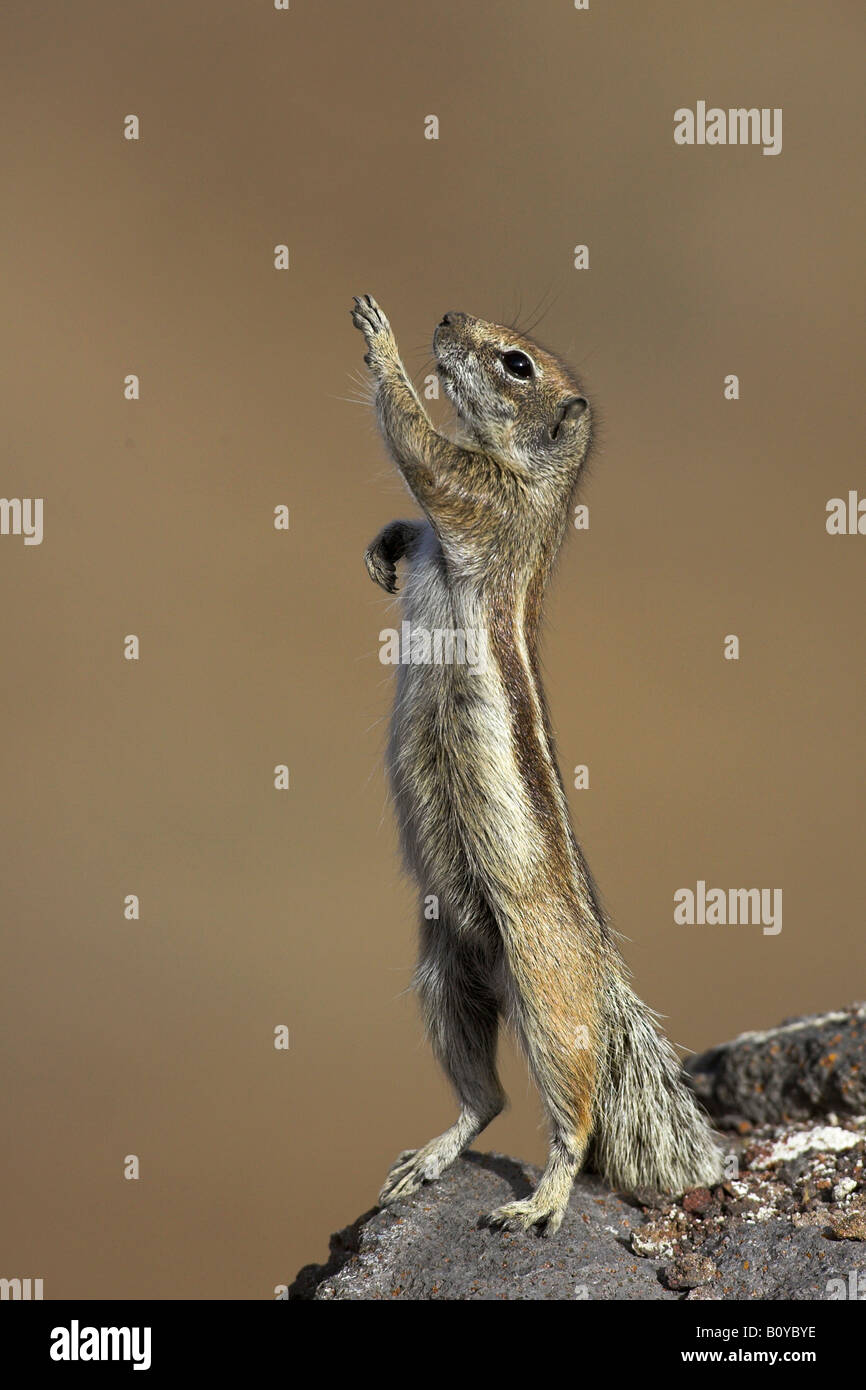 barbary ground squirrel, North African ground squirrel (Atlantoxerus ...