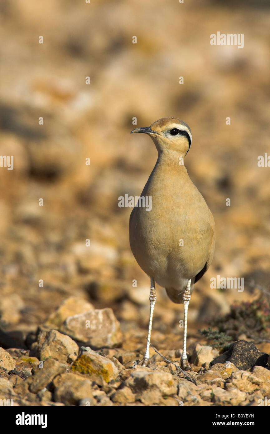 cream-coloured courser (Cursorius cursor), in rocky desert ...