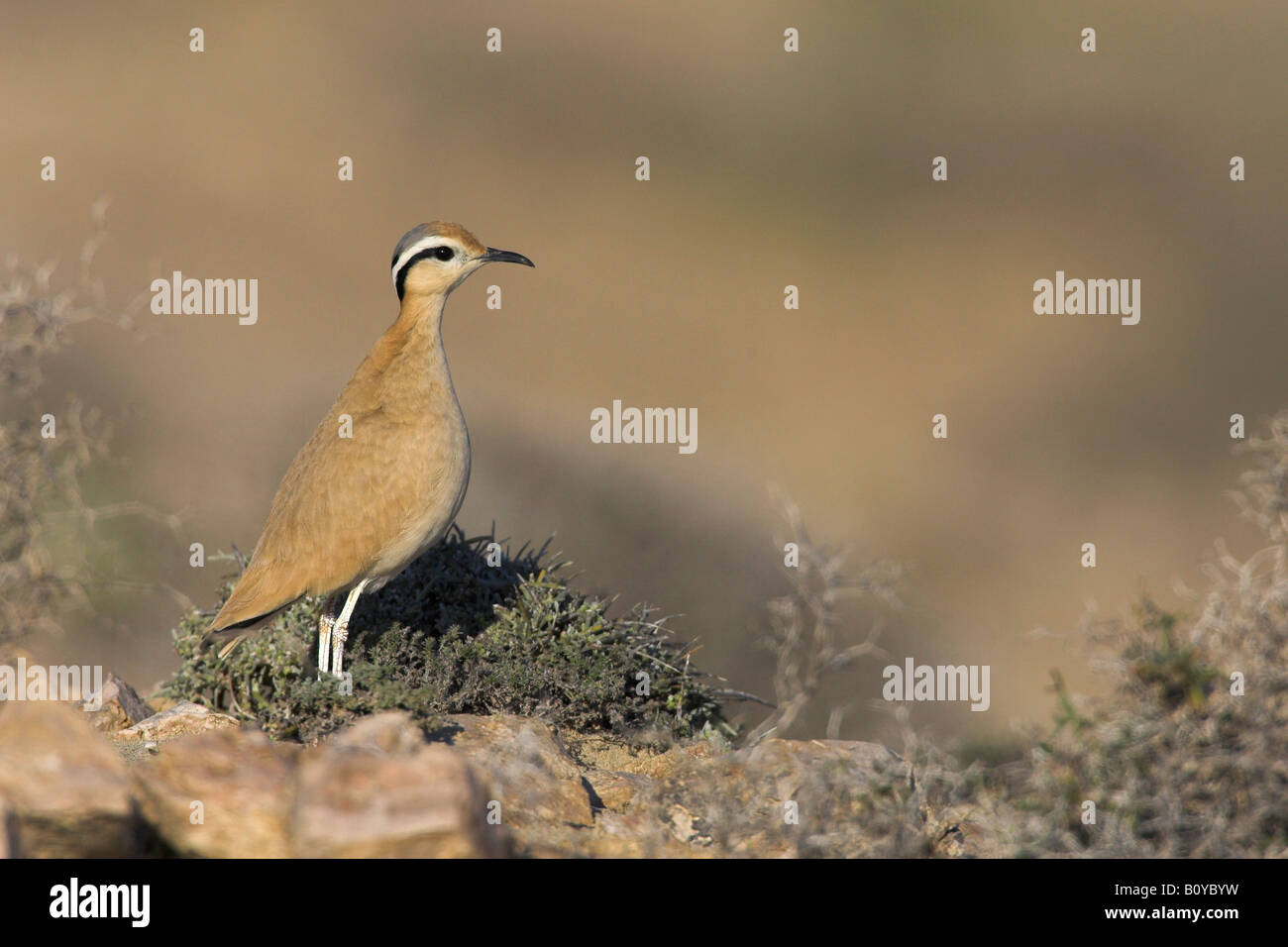 cream-coloured courser (Cursorius cursor), in rocky desert ...