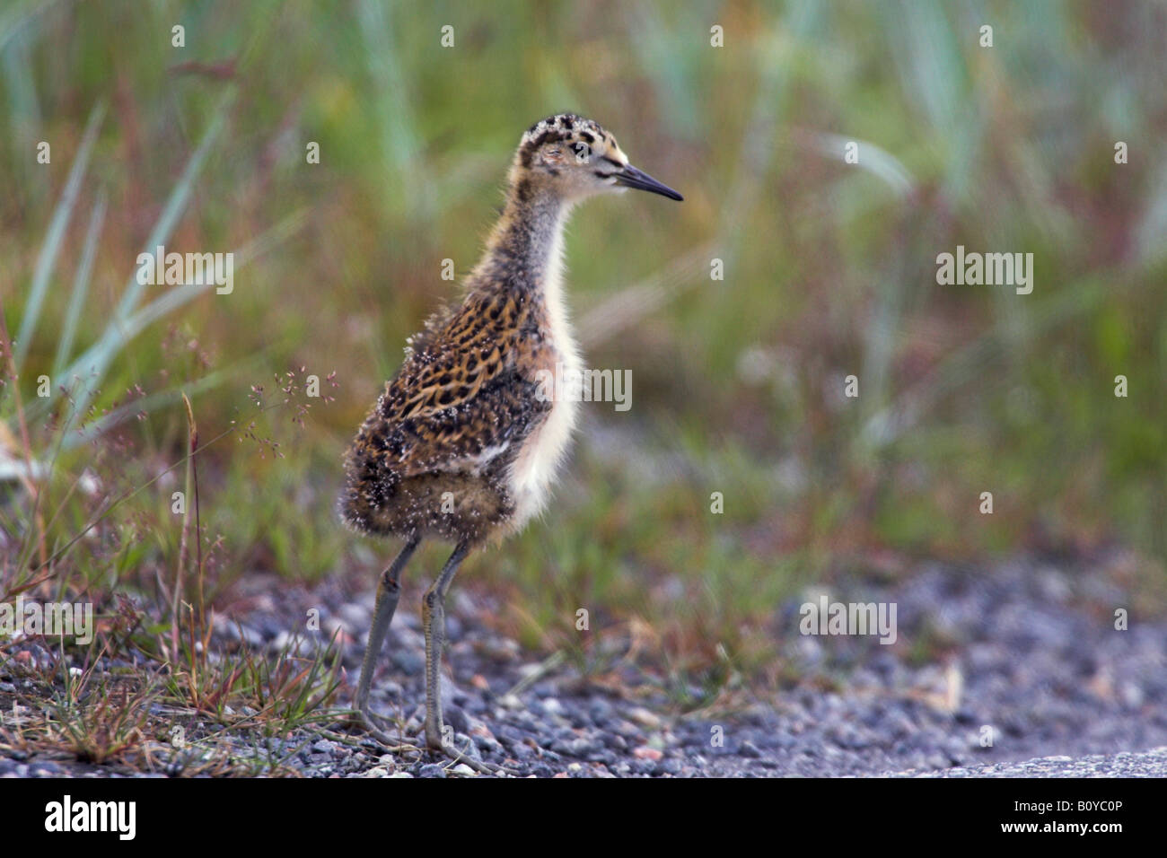 ruff (Philomachus pugnax), juvenile bird, chick, Norway, Vesteralen ...