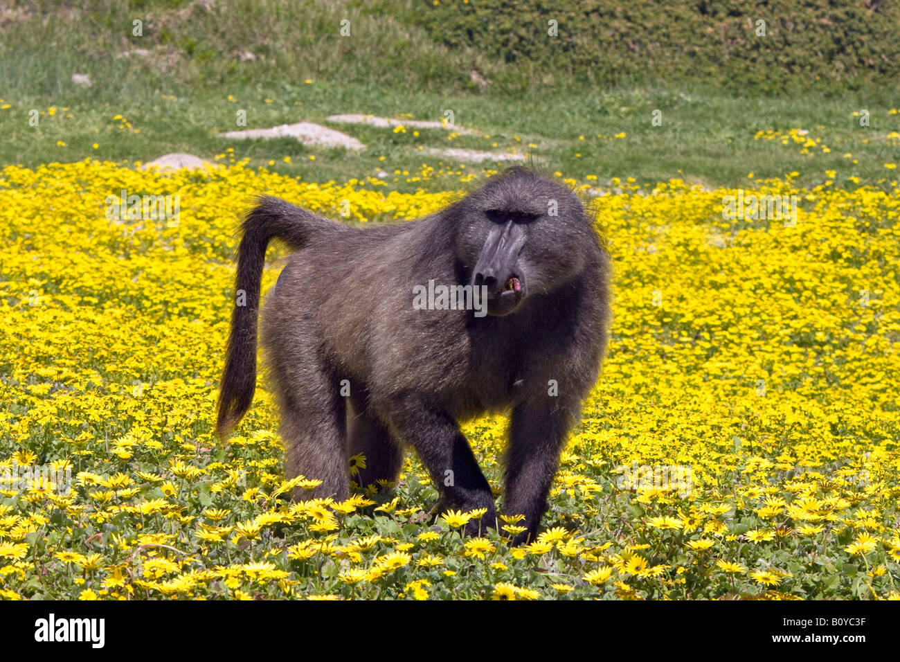 Side view of yellow baboon hi-res stock photography and images - Alamy