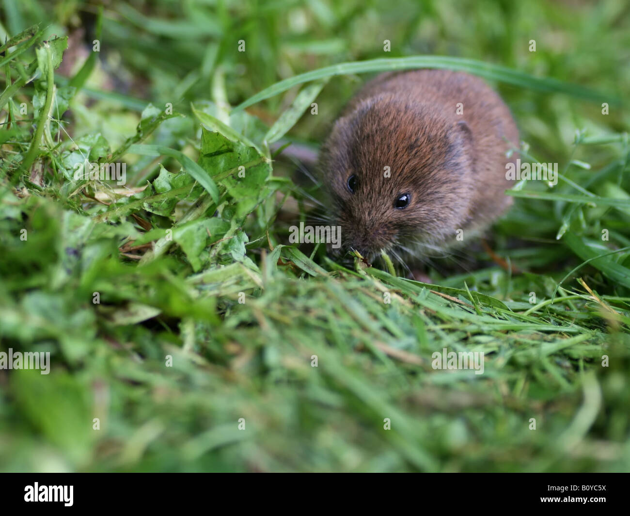British bank vole on cut grass lawn Stock Photo - Alamy