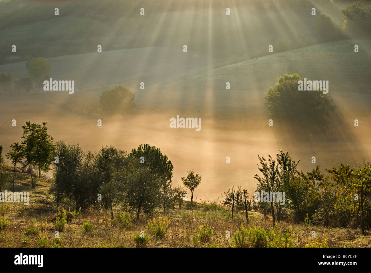 Olive trees in the morning mist hi-res stock photography and images - Alamy